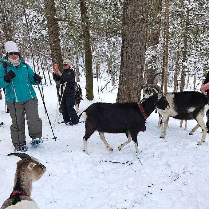 Snowshoeing with goats offers a uniquely Maine winter experience, where cold weather can't dampen warm animal connections.