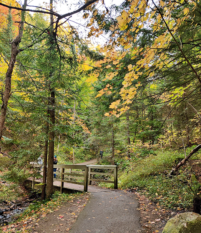 Autumn's fiery display frames the forest trail, creating a natural cathedral where sunlight filters through nature's stained glass.