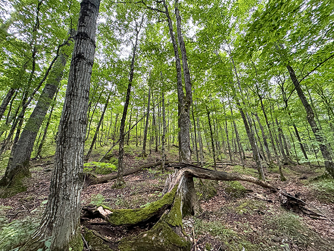 Sunlight filters through the canopy of this old-growth forest, creating dappled patterns on the trail and a sense of timeless peace.