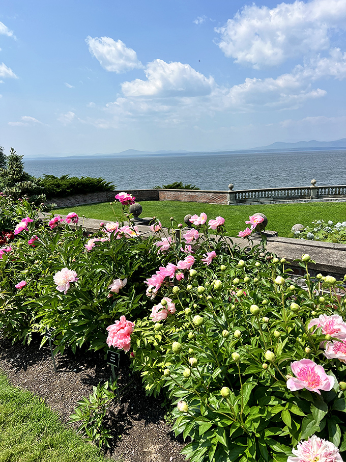 Peonies frame a perfect Lake Champlain vista, proving that Shelburne Farms excels at both agriculture and Instagram-worthy moments.