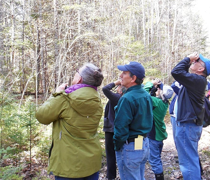 Eyes to the skies: Birdwatchers scan the canopy for Maine's feathered residents, adding wildlife spotting to the trail's many pleasures.