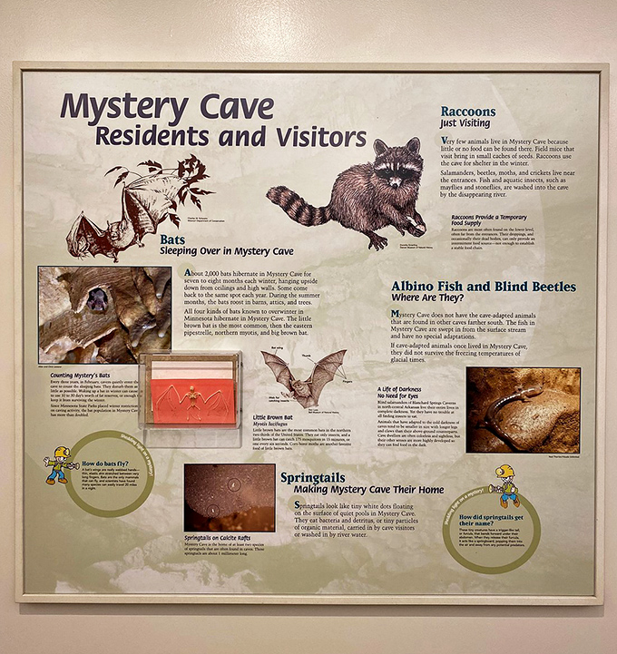 This informational display reveals the surprising diversity of creatures that call Mystery Cave home &ndash; from bats to blind beetles.