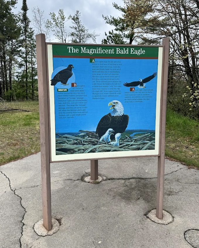 Educational signage about bald eagles reminds visitors they're not the only ones enjoying the view &ndash; these majestic birds call this paradise home.