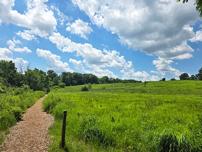 Summer's abundance spreads across Whitnall Park's meadows, where wildflowers dance in the breeze under Wisconsin's boundless blue sky.