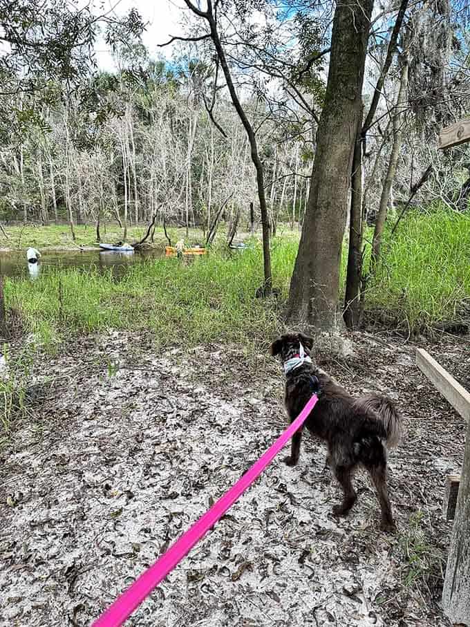 Four-legged companions are welcome to join the adventure, though they're usually more interested in sticks than fossils.