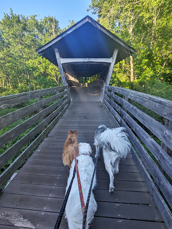 A rustic wooden bridge welcomes dogs on leashes, their excitement palpable as they lead their humans into adventure.