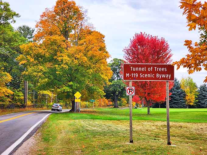 The official Tunnel of Trees sign stands surrounded by the very stars of the show – trees dressed in their fall finery.