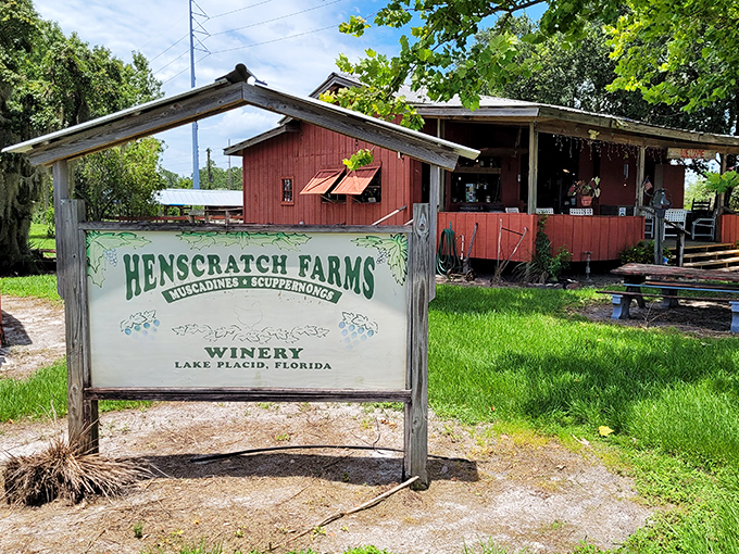 The farm's entrance sign promises "Muscadines & Scuppernongs" &ndash; words that might be unfamiliar to wine novices but represent centuries of Southern agricultural tradition.