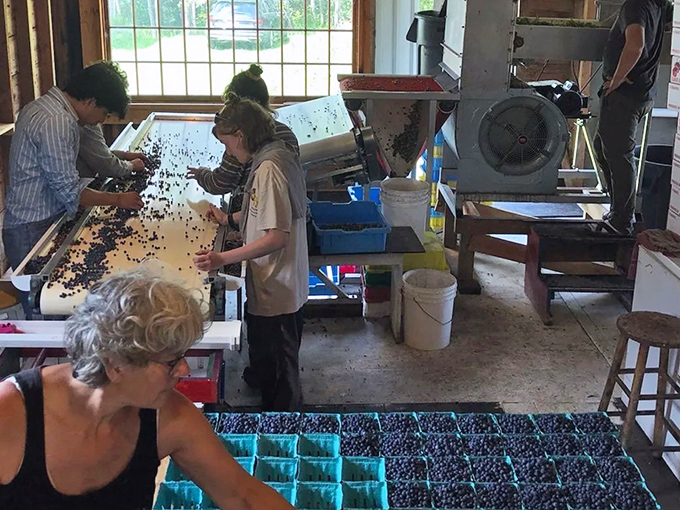 From field to package &ndash; workers sort the day's harvest, ensuring only the best berries bear the Maine wild blueberry name.