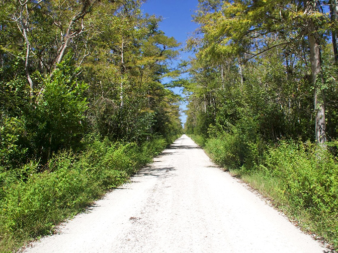 The road stretches ahead like an invitation to adventure, surrounded by trees that have witnessed centuries of Florida history.