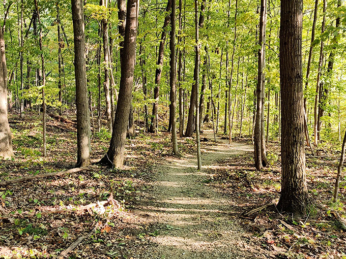 Dappled sunlight creates nature's spotlight on this well-maintained woodland path, inviting explorers deeper into Vermont's emerald embrace.