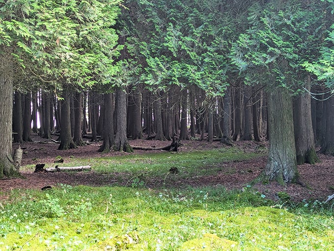 The island's ancient forest stands in silent majesty, a dense cathedral of trees where time seems to move at a different pace.