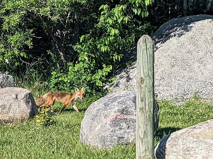 A fox pauses between boulders, its wild gaze meeting yours in one of those magical moments that make wilderness trips unforgettable.