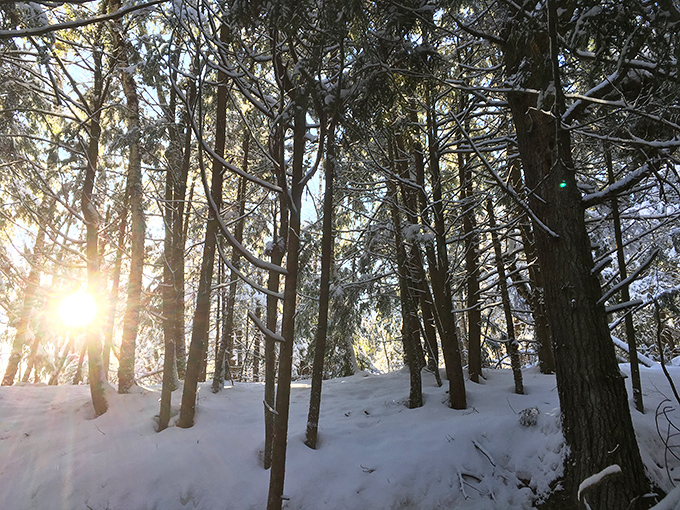 The trail in golden hour light &ndash; where everyday Wisconsin transforms into something that belongs in a fantasy novel.