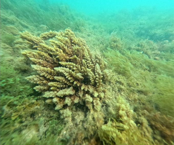 Coral and algae create living tapestries across the wreck. Mother Nature's interior decorating skills putting HGTV to shame.