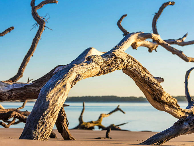 Driftwood sculptures create nature's art gallery on Little Talbot Island's pristine shoreline, where the Atlantic meets untouched Florida wilderness.