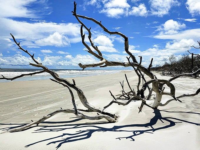 Morning light plays across weathered driftwood sentinels at Little Talbot Island, creating dramatic shadows on one of Florida's most natural beaches.