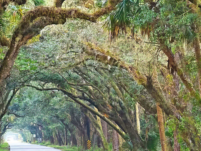 The Martin Grade Scenic Highway welcomes travelers with a natural cathedral of ancient oaks, their massive limbs creating a breathtaking green tunnel through Martin County.