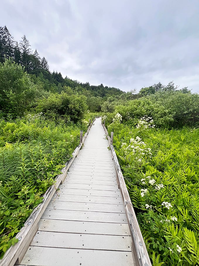A wooden boardwalk stretches through lush greenery, inviting explorers into Vermont's wild heart without muddying their sneakers.