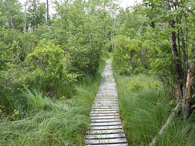 A wooden boardwalk winds through lush greenery in Bridgton, inviting explorers into a world where every step feels like magic.