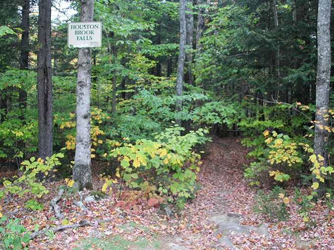 The forest path to Houston Brook Falls invites adventurers through a cathedral of pines, with fallen leaves marking the way to hidden treasure.