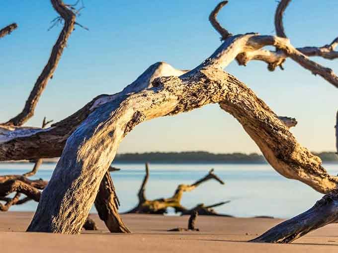 Driftwood sculptures frame this empty beach like nature's own art gallery, proving paradise doesn't need a gift shop.