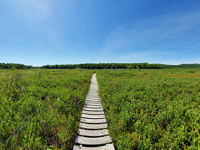 Sunlight streams across this wooden path stretching through an open meadow, creating nature's own yellow brick road for adventurous families.