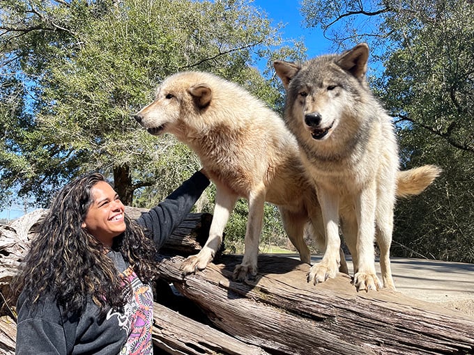 Two magnificent wolves pose on a log while a visitor reaches out for a gentle touch &ndash; a magical moment that shatters fairy tale stereotypes about these social animals.
