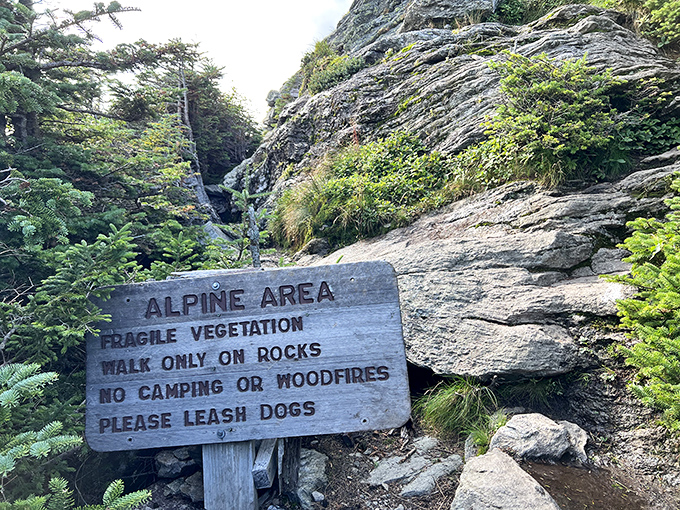 Fragile Vegetation isn't just a suggestion &ndash; it's nature's way of saying, "Look with your eyes, not with your boots!"