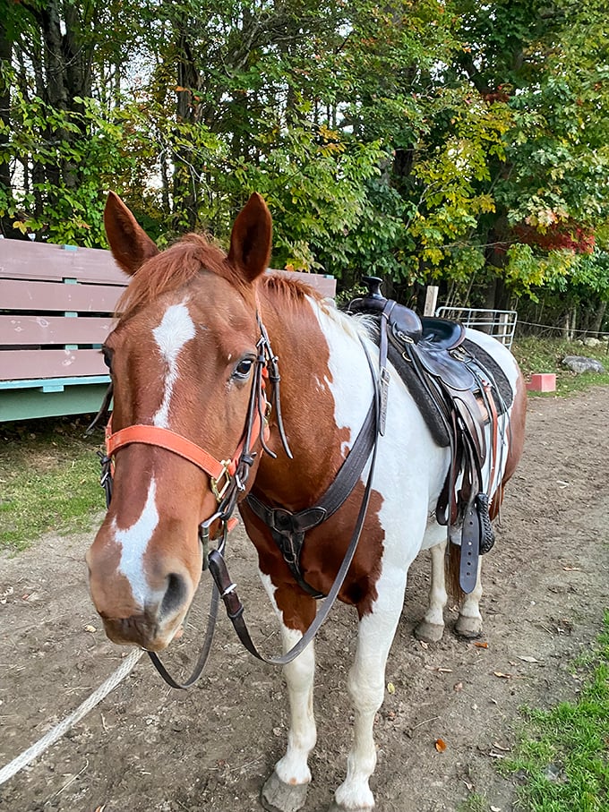 This American Paint Horse's striking coat pattern stands out against the barn backdrop – nature's own artistic masterpiece saddled up and ready for adventure.