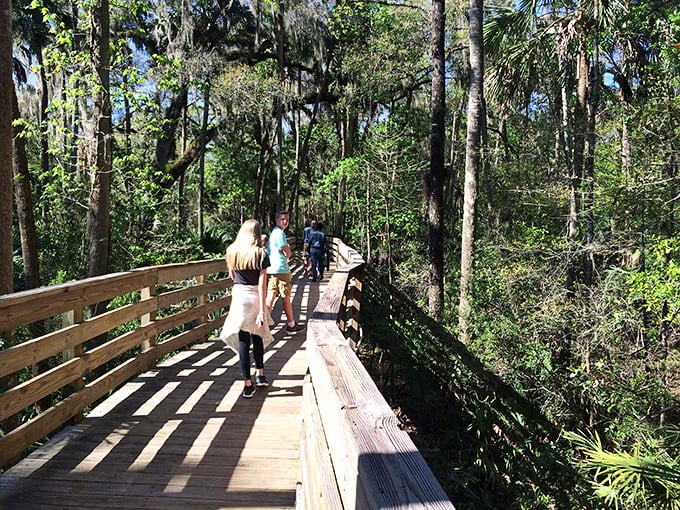 Wooden boardwalks invite exploration through lush Florida wilderness, where adventure awaits around every sun-dappled turn.