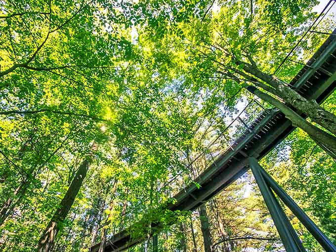 Sunlight dapples through emerald canopies as the elevated walkway cuts a geometric path through nature's cathedral ceiling.
