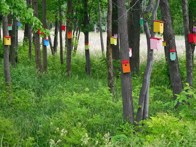 Like a rainbow exploded in the forest, these vibrant bird dwellings turn ordinary trees into the most exclusive real estate in Vermont.