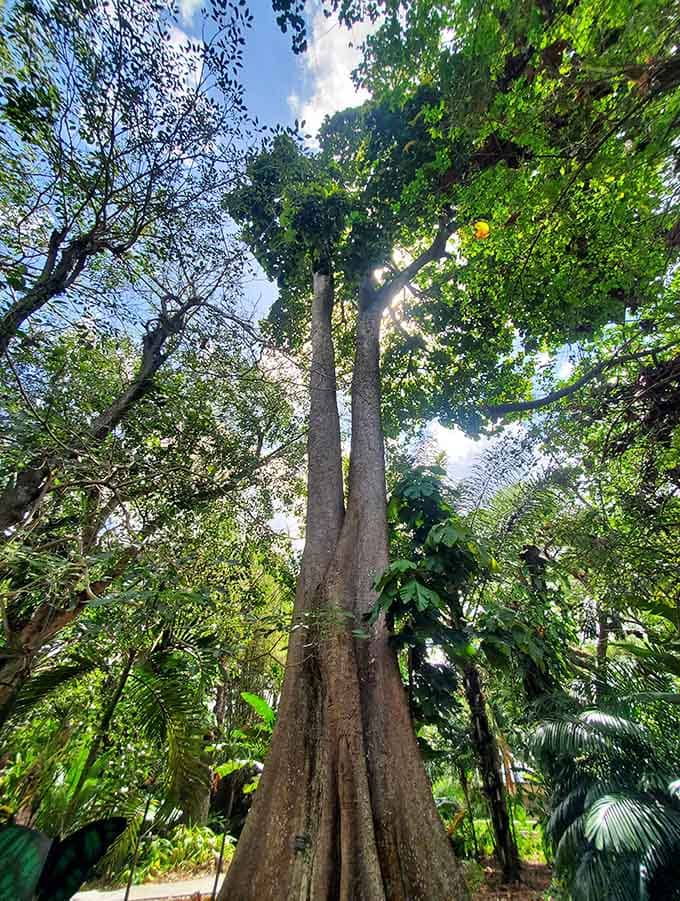 This towering tree has been reaching for the sky longer than most of us have been alive, pure botanical majesty.