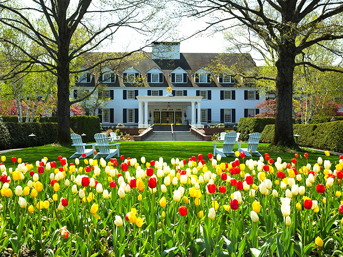 Spring explodes in technicolor glory on the front lawn, where tulips stand at attention like nature's own welcoming committee.