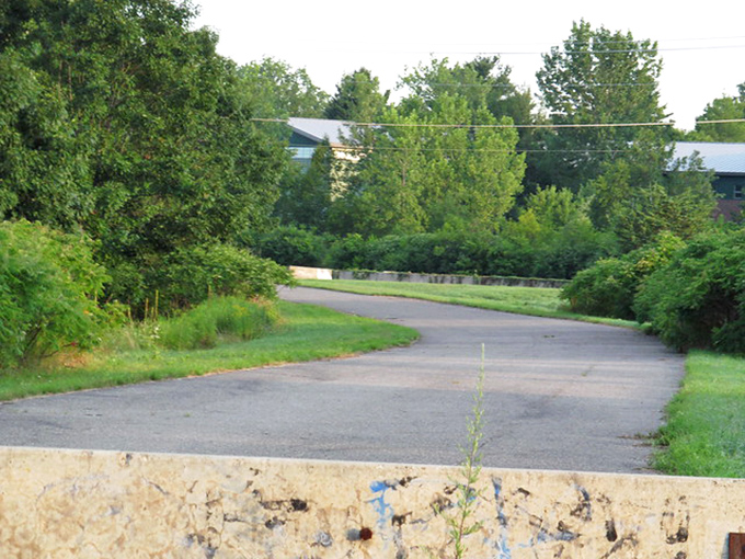 Nature doesn't wait for permission to throw a comeback party, and these leaves are the enthusiastic guests who showed up early.