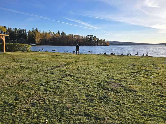 Where geese gather for their morning meetings and humans come to forget about inbox notifications.