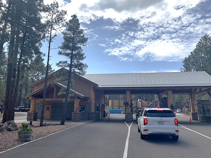 The rustic check-in station blends seamlessly with the pine forest surroundings, your first stop before the wildlife encounters begin.