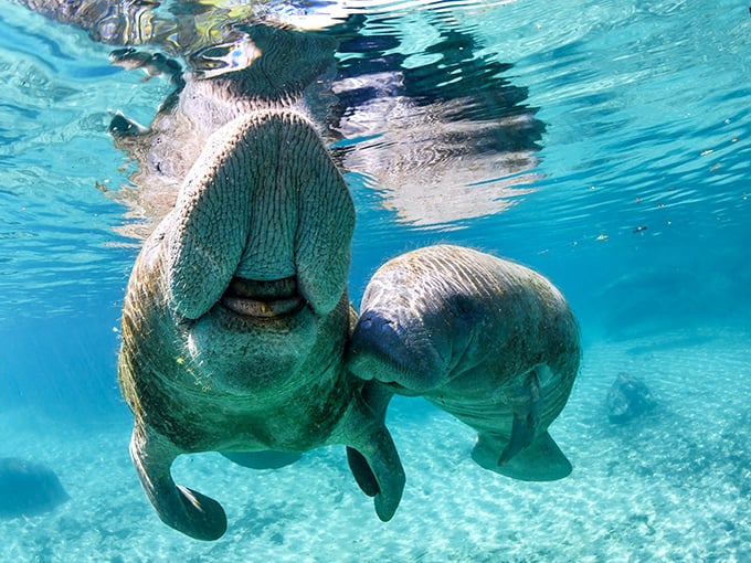 Two manatees share an underwater embrace in Crystal River's clear springs. These gentle giants often display surprising affection toward each other.