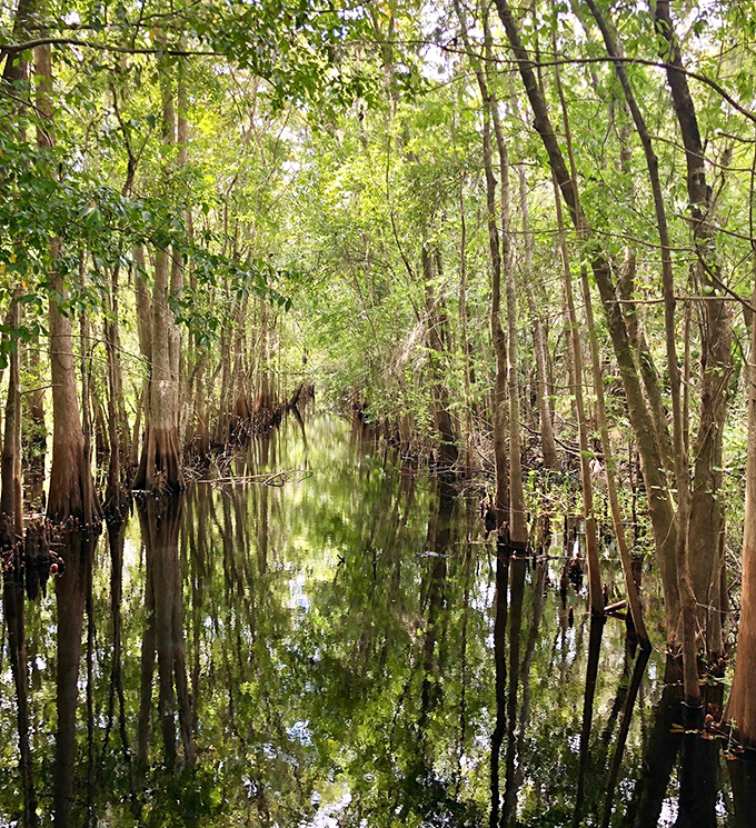 Reflections dance on still waters as cypress trees create nature's perfect mirror, a scene unchanged for centuries in this pristine ecosystem.