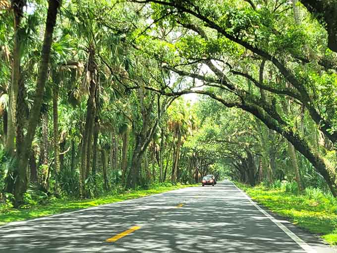 These lush trees have been perfecting their canopy game for centuries, creating shade so perfect you'll wonder why anyone bothered inventing air conditioning in the first place.