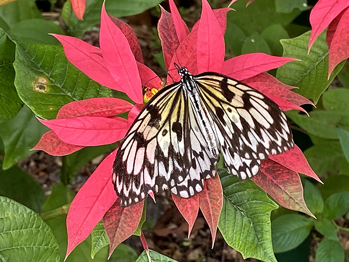 Nature's living stained glass: this black and white beauty pauses on a vibrant pink leaf, creating a moment of perfect contrast.