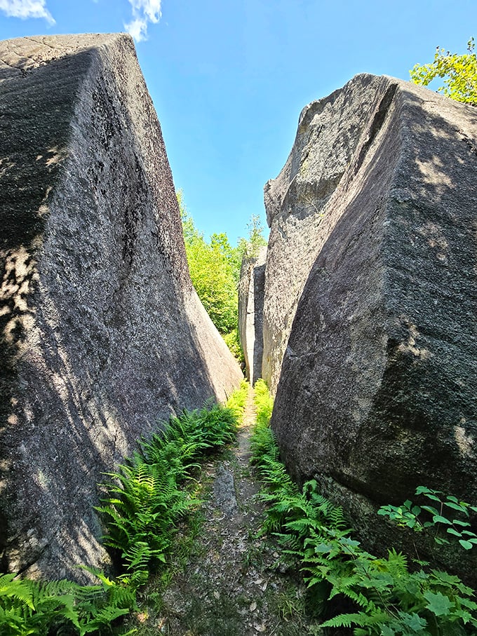 Nature's own hallway: ferns carpet the narrow passage between towering rock walls, creating a secret corridor that feels like walking through Earth's history.