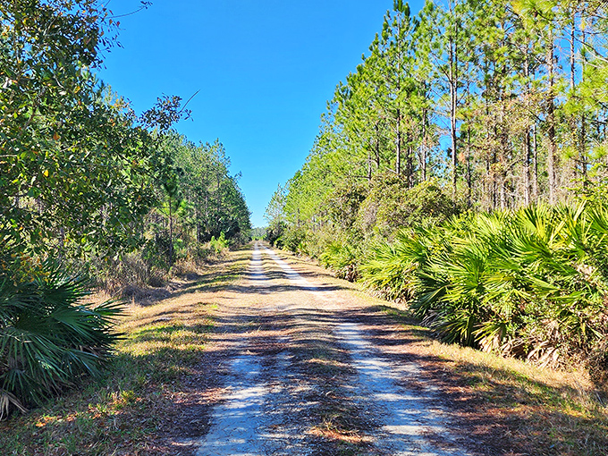 This sandy pathway whispers promises of adventure, flanked by Florida's native palmettos standing guard like botanical sentinels.