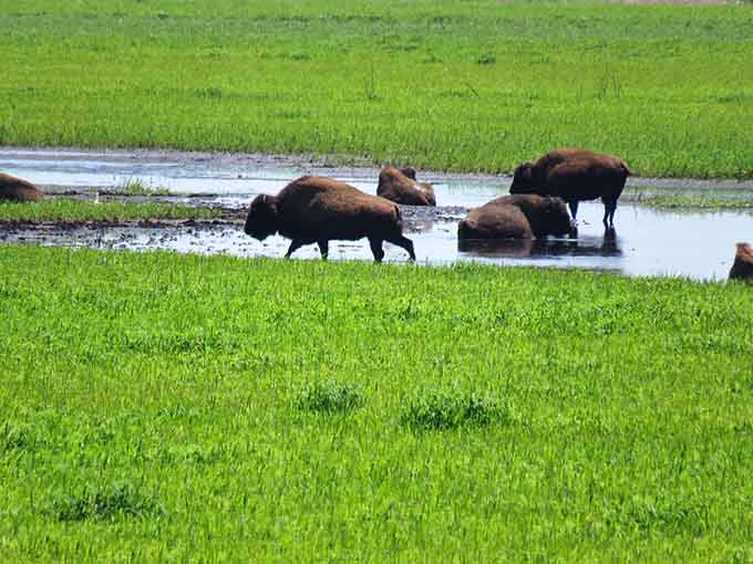 These magnificent creatures prove that sometimes the best wildlife viewing doesn't require a plane ticket to the Great Plains.