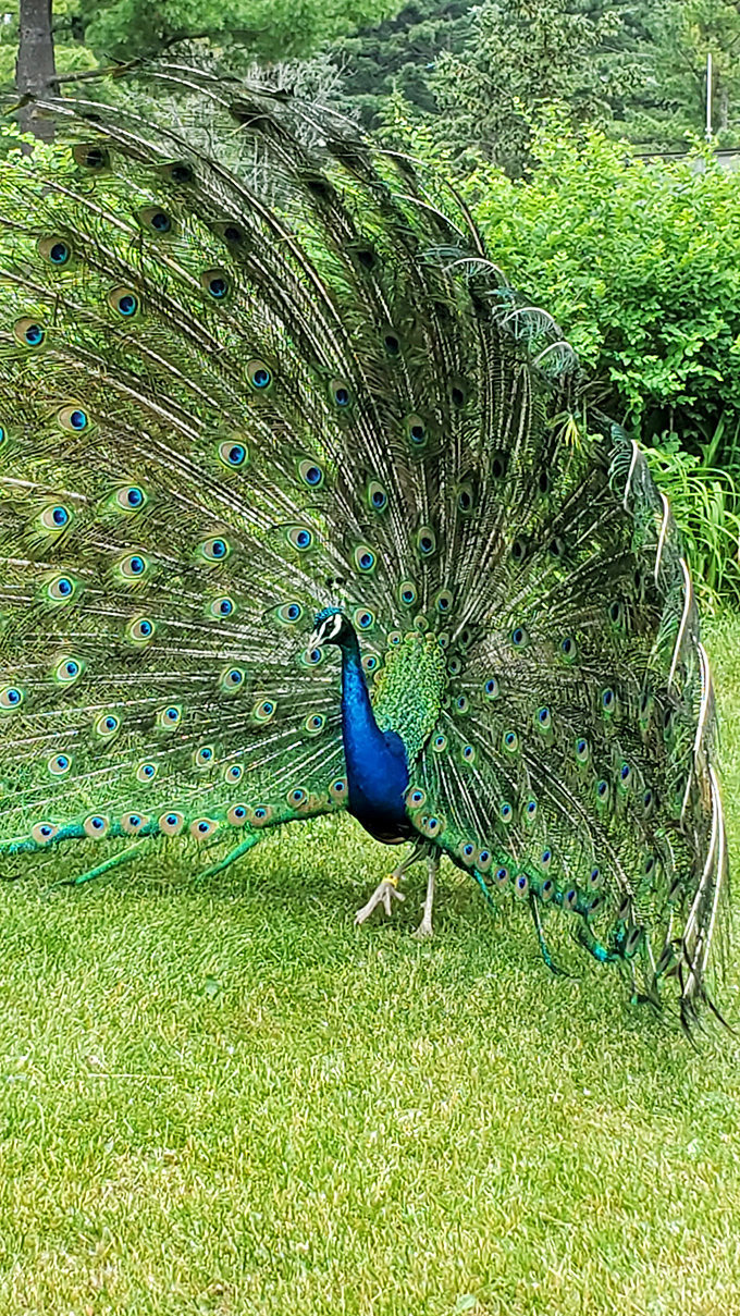 Nature's showstopper! This peacock doesn't just display feathers &ndash; he's performing a full Broadway production.