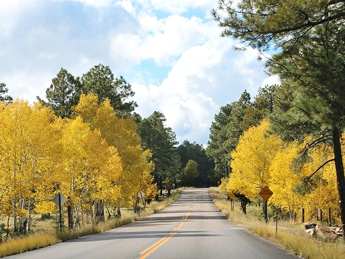 Golden guardians line the route in autumn, when aspens transform the drive into a yellow-brick road through Arizona's high country.