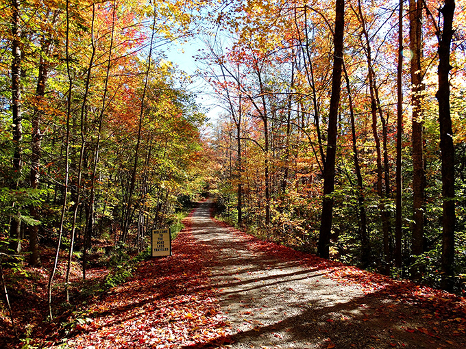 The Robert Frost Trail invites wanderers to lose themselves in golden tunnels of fall foliage, where poetry seems to hang in the air like morning mist.
