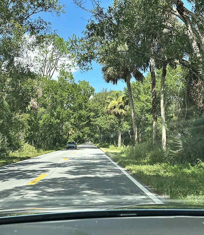 Morning light filters through Spanish moss, creating a magical dance of shadows on this hidden gem of a road that feels worlds away from tourist Florida.