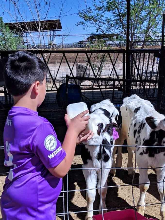 Nothing beats the pure joy of bottle-feeding a hungry calf who thinks you're the best thing since, well, milk.